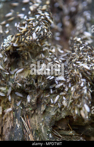 horde of ants Stock Photo - Alamy