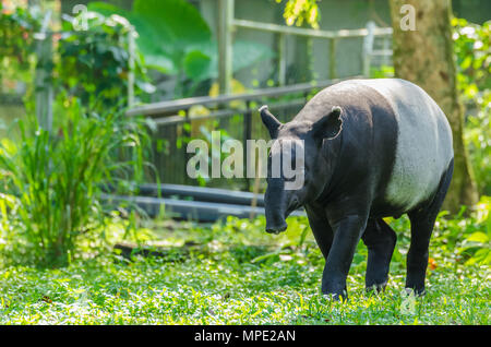Malayan tapir, Tapirus indicus, portrait, side view Stock Photo - Alamy