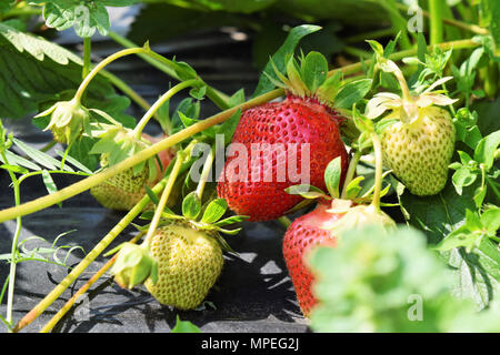 Strawberry plantation in eastern Europe Stock Photo - Alamy