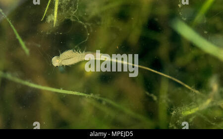 Vernal pool fairy shrimp swim through the waters of an ephemeral pond ...