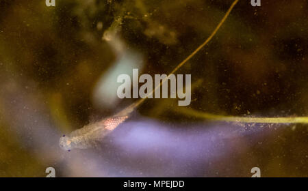 Vernal pool fairy shrimp swim through the waters of an ephemeral pond ...