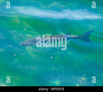 Thick lipped Grey mullet chelon labrosus swimming in shallow water ...