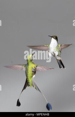 Pair of Booted Rackettail Hummingbirds male and female facing off ...