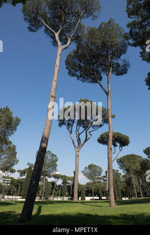 Villa Borghese,pines trees, Rome Italy, Casina Raffaello church Stock ...