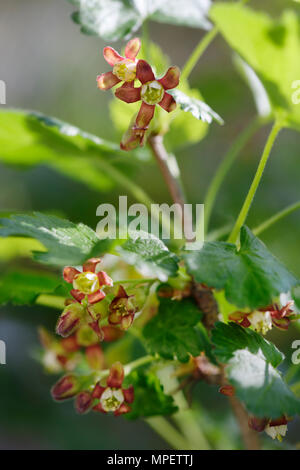 Black currant flowers close up on green background with selective focus ...