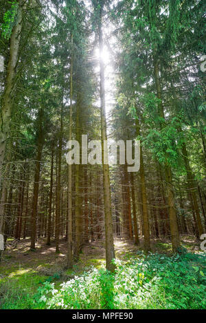 Harz magic mountains forest in Germany Stock Photo - Alamy