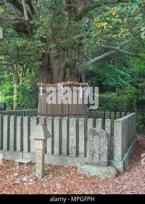 Podocarpus nagi Podocarpus nagi Stock Photo - Alamy