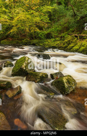 The River Erme flowing though autumn woodland on the edge of the ...