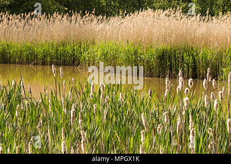 Reeds and bulrushes at the lakeside, RSPB Middleton Lakes ...