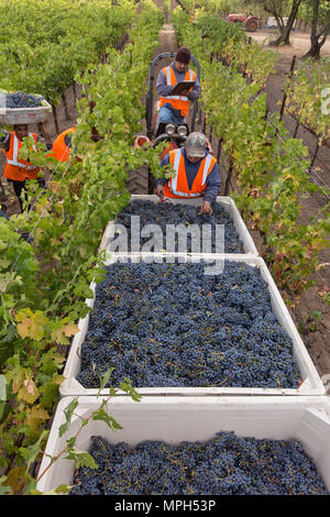 grapes being loaded into bins Stock Photo - Alamy