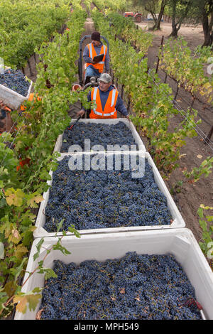 grapes being loaded into bins Stock Photo - Alamy