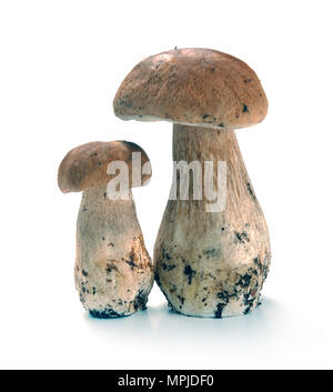 ceps mushrooms on a white background Stock Photo - Alamy