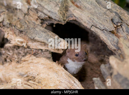 Weasel (Mustela nivalis) looking out of an old rabbit burrow hole in ...