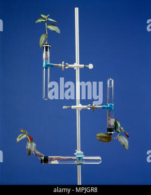 NEGATIVE GEOTROPISM: WANDERING JEW (ZEBRINA PENDULA) A HORIZONTALLY ...