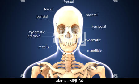 The bones of the forearm Stock Photo - Alamy