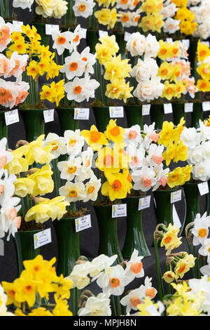 Daffodils showing white petals and yellow centers growing outdoors ...
