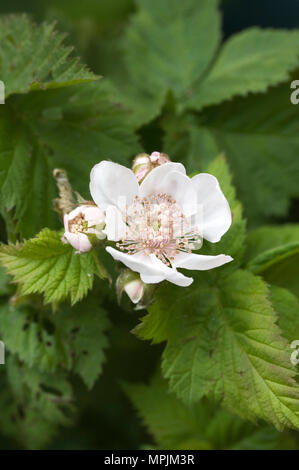 Flowering blackberry bushes Blackberries (Rubus fruticosa agg ...