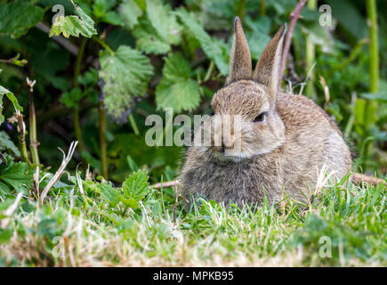 Wild Rabbits in the English countrside Stock Photo - Alamy