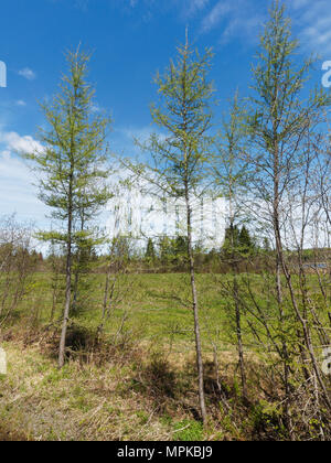 Tamarack trees. Quebec,Canada Stock Photo - Alamy