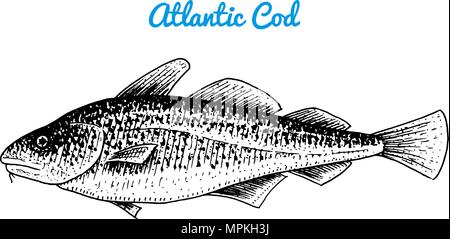 Atlantic Cod fish hand drawing vintage engraving illustration Stock ...