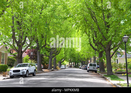 Tree lined residential street with older two story Tudor style houses ...