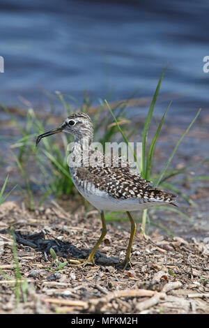Wood Sandpiper (Tringa glareola), adults facing each other Stock Photo ...