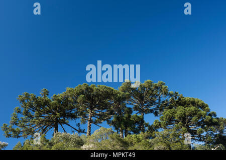 Paraná pine trees, Araucaria angustifolia, growing around farmhouse ...