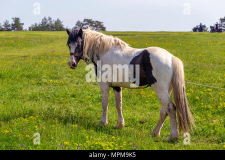 horses on a leash in a meadow in fog. background a forest Stock Photo ...