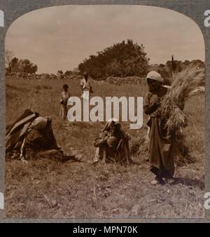 'Ruth Gleaning in the Field of Boaz', c1804. Artist: Unknown Stock ...