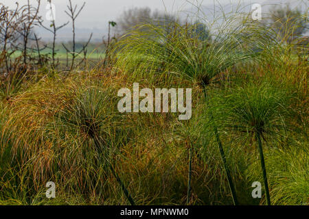 Papyrus sedge / paper reed / Indian matting plant / Nile grass (Cyperus ...