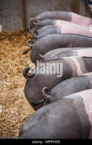 Pigs in a pigsty Stock Photo - Alamy