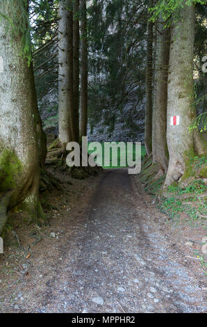 path through dimly lit forest lane Stock Photo - Alamy