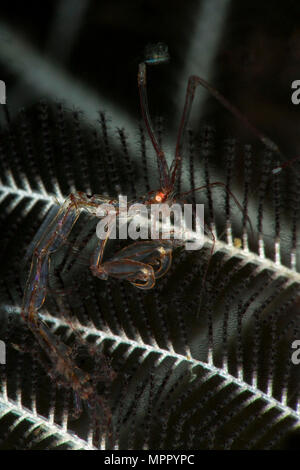 Tiny skeleton shrimp, Caprella sp., possibly, Caprella linearis ...
