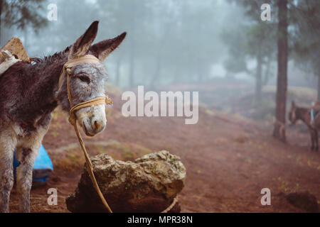 Donkey standing sideways near the pine forest on early misty morning ...