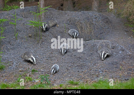Badgers in wild at Sett Stock Photo - Alamy