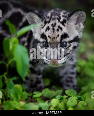 A clouded leopard cub in the Asia Traill exhibit of the Smithsonian's ...