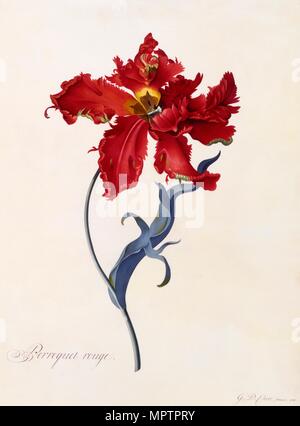 Tulip, c. 1744 (hand coloured engraving). Creator: "Georg Dionysius ...
