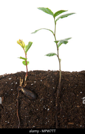 Oak tree saplings recently sprouted from seed, seed still attached ...