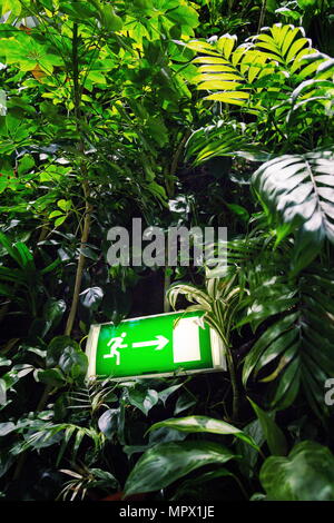 Green shining exit sign on living green wall, vertical garden Stock ...