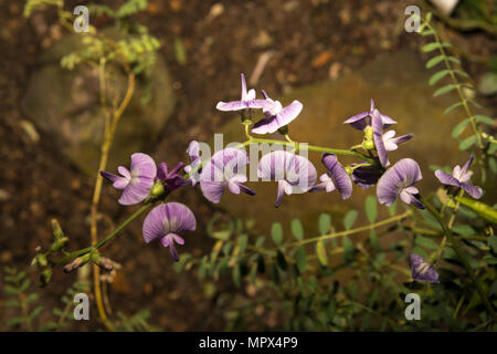Smooth Darling Pea (Swainsona galegifolia), Fam.Fabacea, Warrumbungles ...