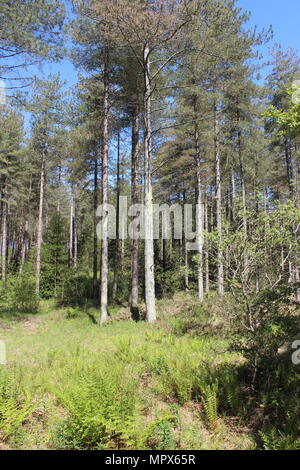 New borough Forest, Anglesey, Wales Stock Photo - Alamy