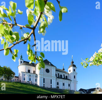 blossoming pear tree, basilica, Sonntagberg, Upper Austria, Austria ...