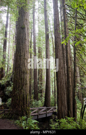 Tranquility. Trees in the Redwood National and State Park, California ...