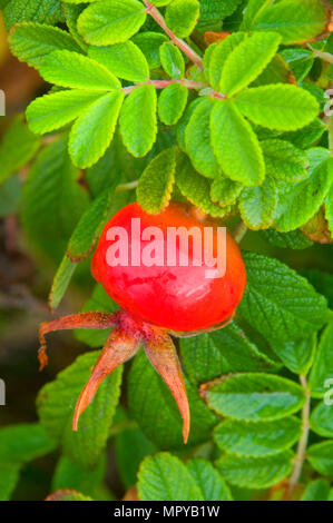 Rose hip, Pemaquid Point Lighthouse Park, Maine Stock Photo - Alamy