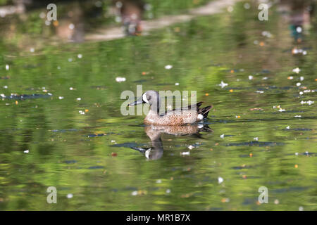 Blue winged teal at Vancouver BC Canada Stock Photo - Alamy