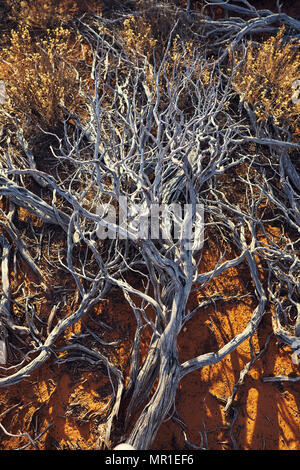 Dead plant with roots structure in a transparent glass with water ...