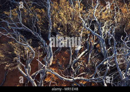 Dead or Dying Roots in Sedona, Arizona Stock Photo - Alamy