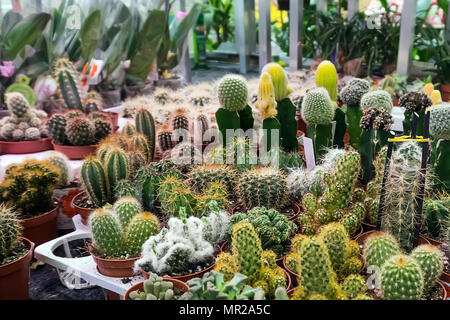 Cactus background - various species of Echeveria succulents such as ...