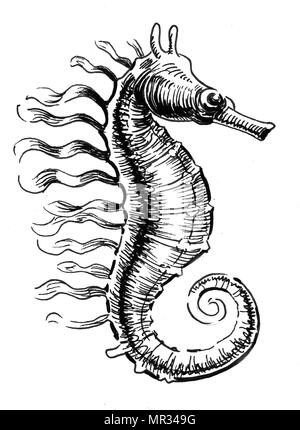 Seahorse fish. Ink black and white drawing Stock Photo - Alamy