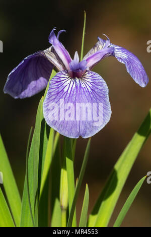 Blue, early summer flower of the beach head iris, Iris hookeri, a hardy ...